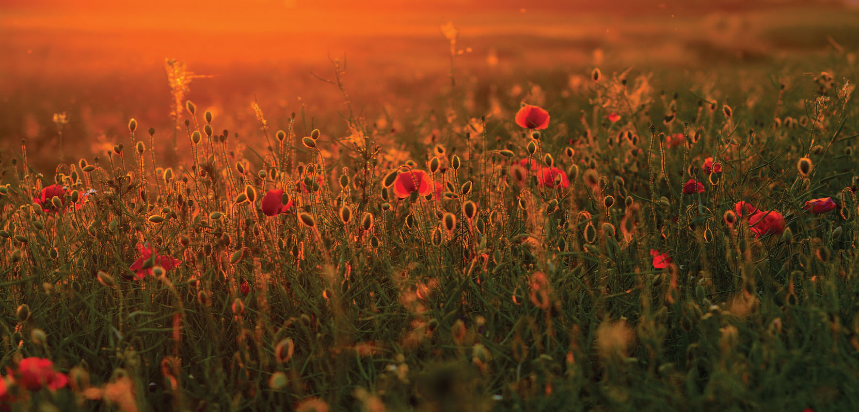 Panou radiant infrarosu DRAGUS, imprimat imagine Maci 125/60cm 900W ...